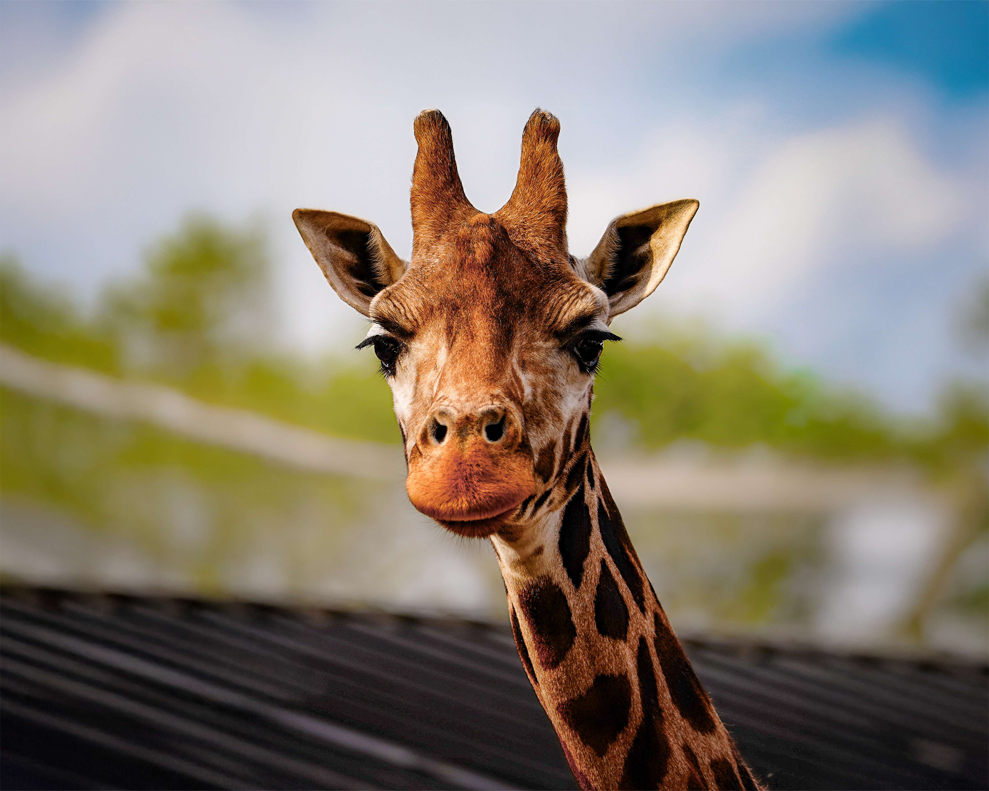 Corporate Partnership with ZSL | Sustainability & Conservation – Endersham